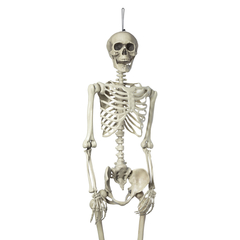 life-size skeleton decoration 5.5ft | Five Below | let go & have fun